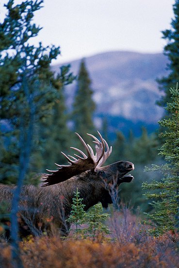 British Columbia Moose & Bear Hunt - Gage Outdoor Expeditions