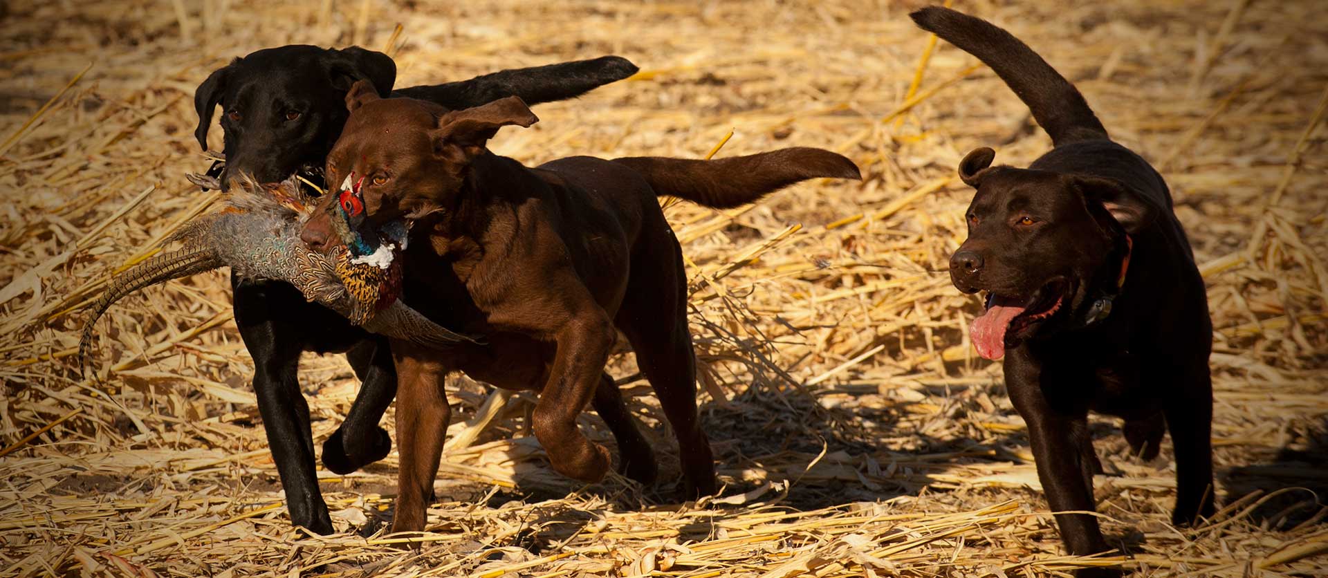 Our Furry Best Friends deserve this Powerhouse Food! - Gage Outdoor ...