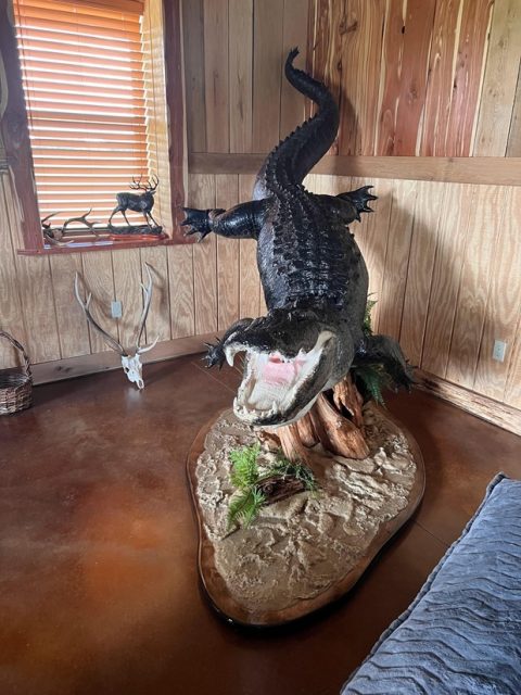 Florida Gator - Gage Outdoor Expeditions