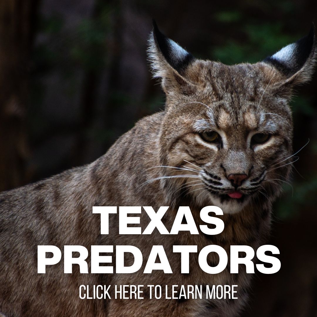 Exotic Hunting - Gage Outdoor Expeditions