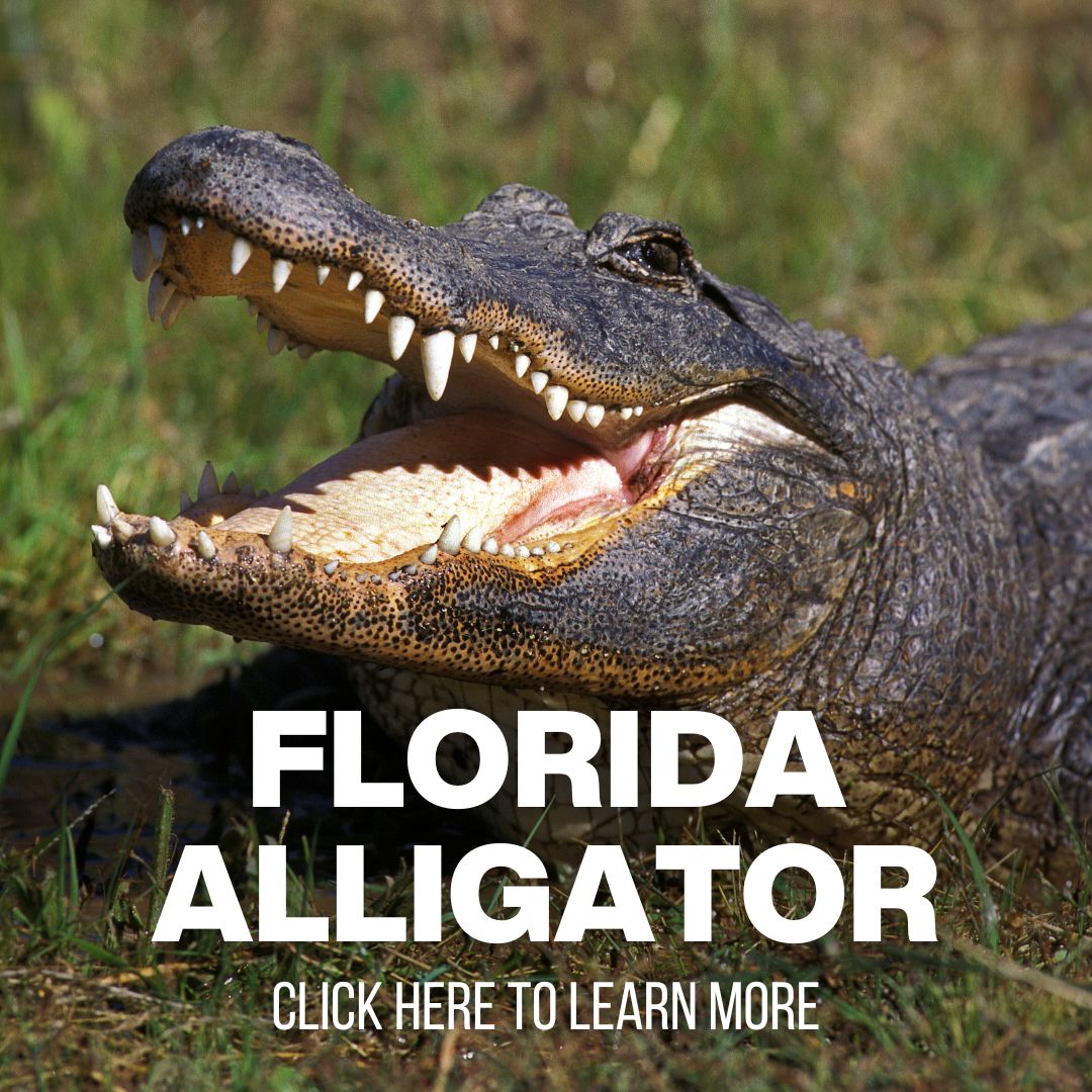 Exotic Hunting - Gage Outdoor Expeditions