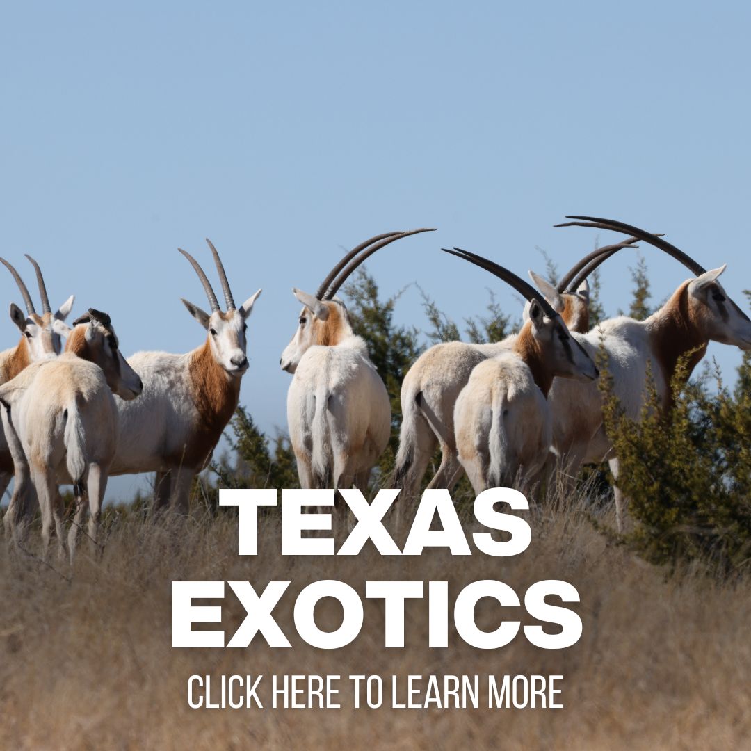 Exotic Hunting - Gage Outdoor Expeditions